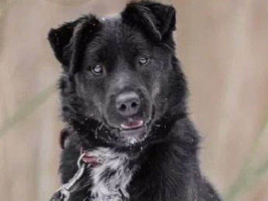 В добрые руки