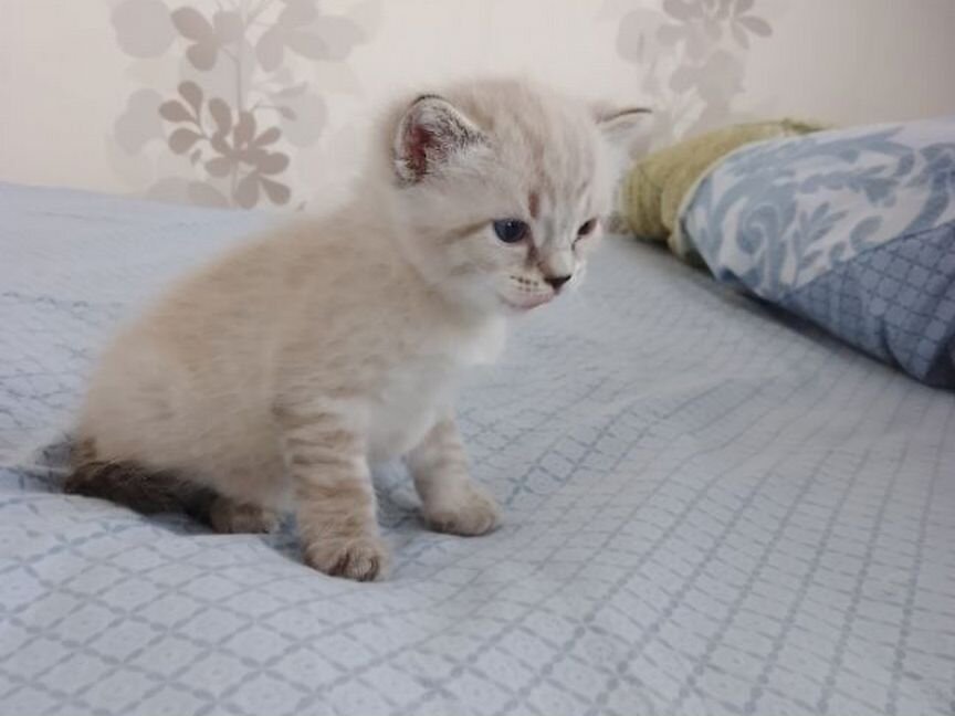 Котята в добрые руки 1 месяц