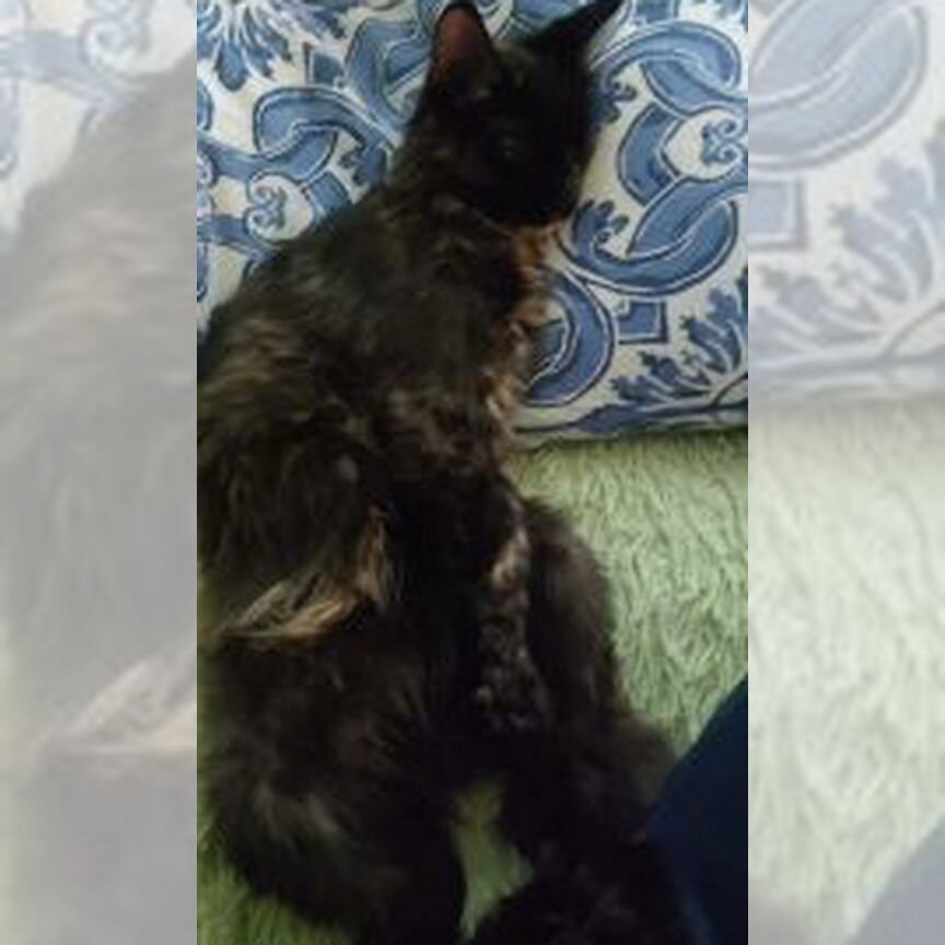 Мейн-кун котёнок