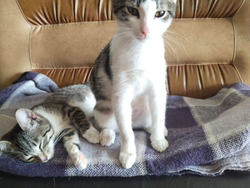 Замечательный котёнок Лаврик в добрые руки