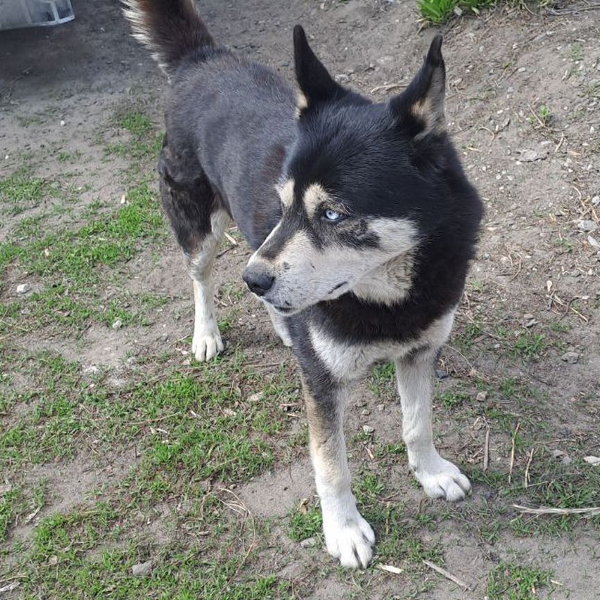 Взрослый пёс в добрые руки