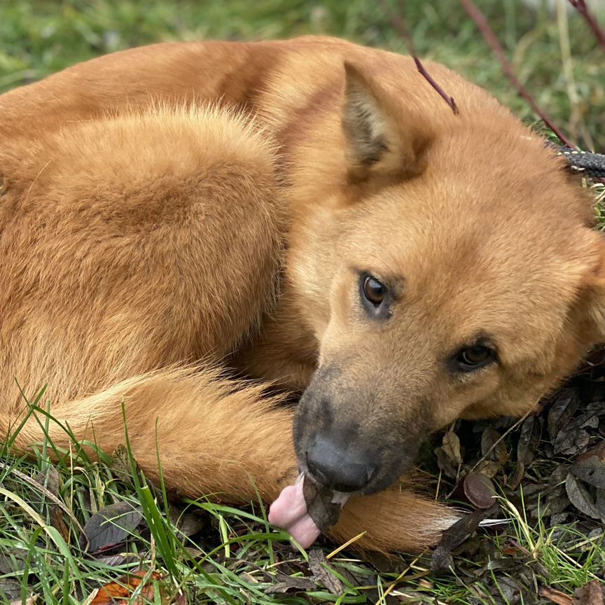 Щенок в добрые руки