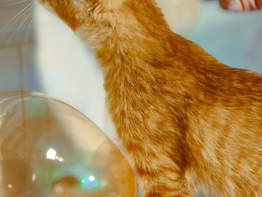 Котенок в добрые руки