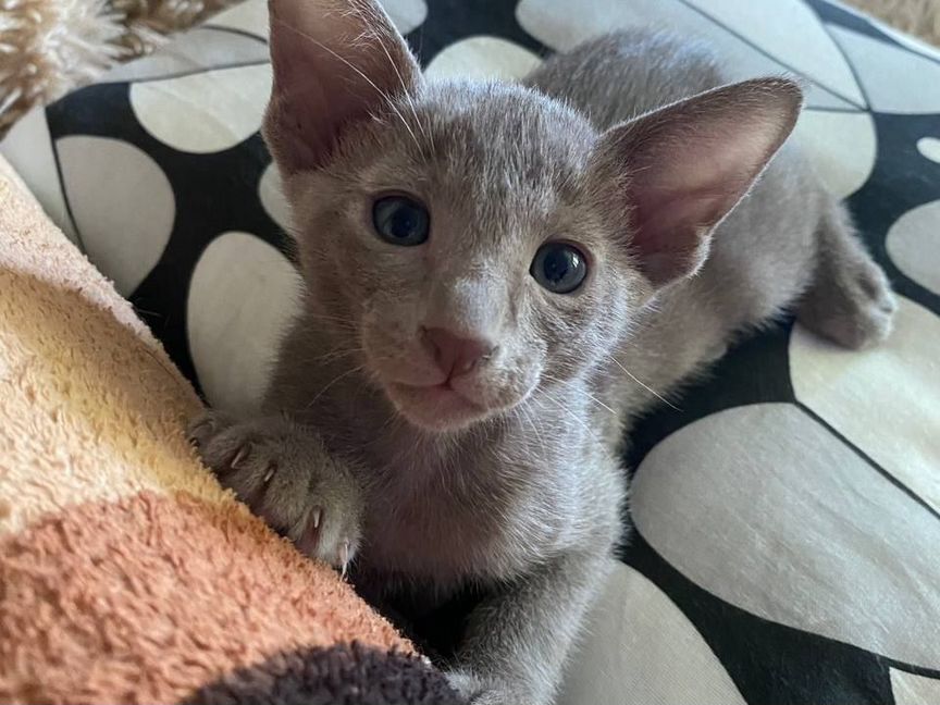 Ориентальный котик