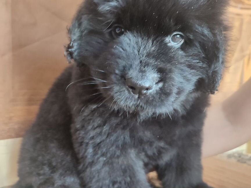 Щенки ньюфаундленда