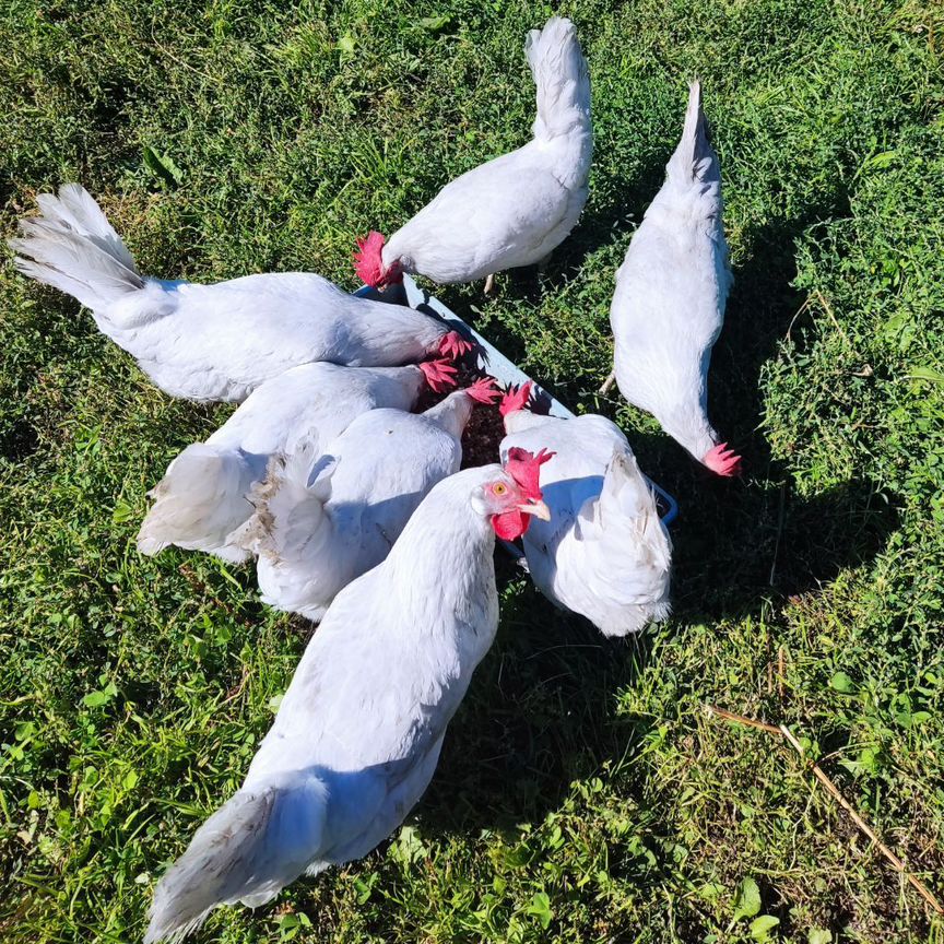 Куры несушки продам