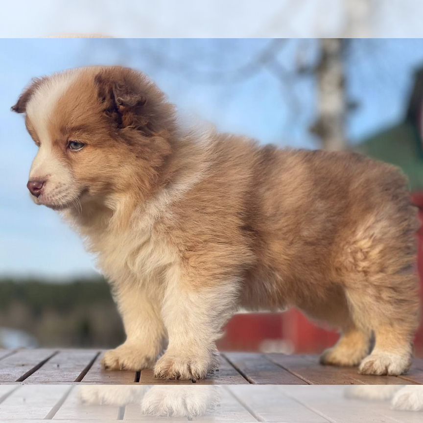 Бордер-колли, щенок