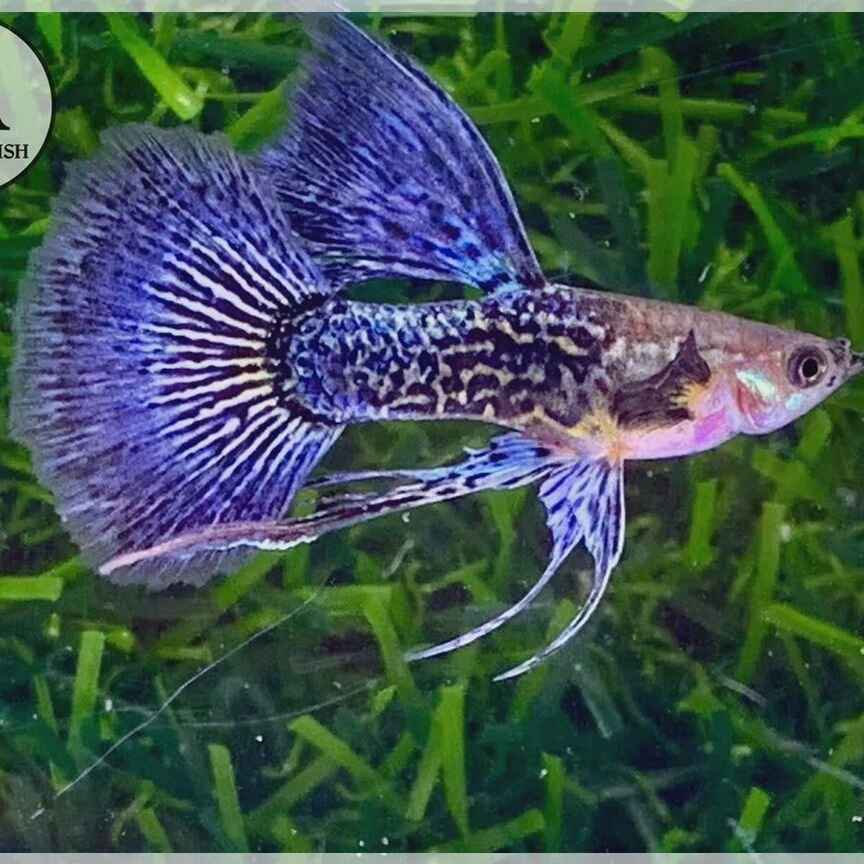 Возьму рыбок гуппи