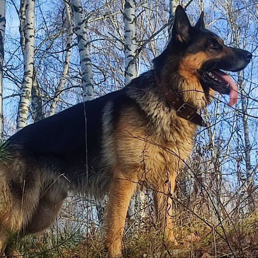 Немецкая овчарка