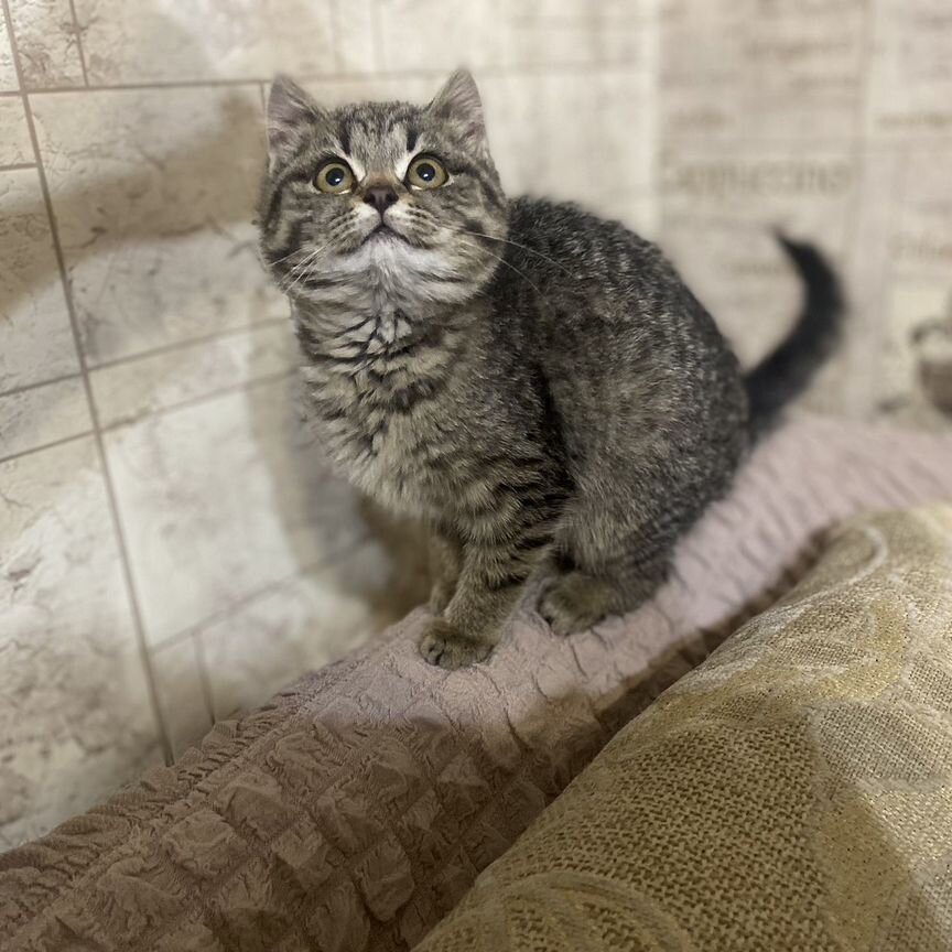 Дворянская