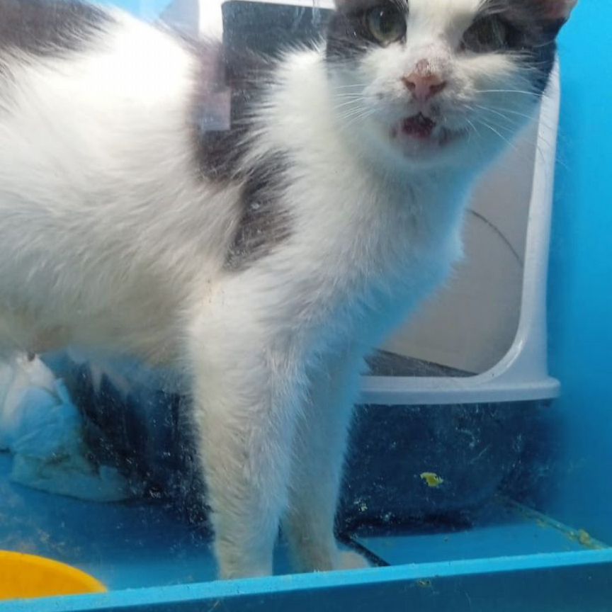 Кошку придется вернуть на улицу