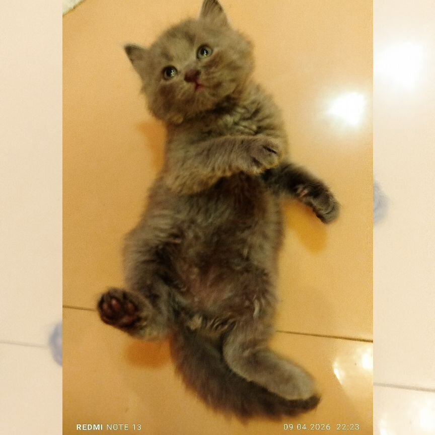 Котёнок в добрые руки