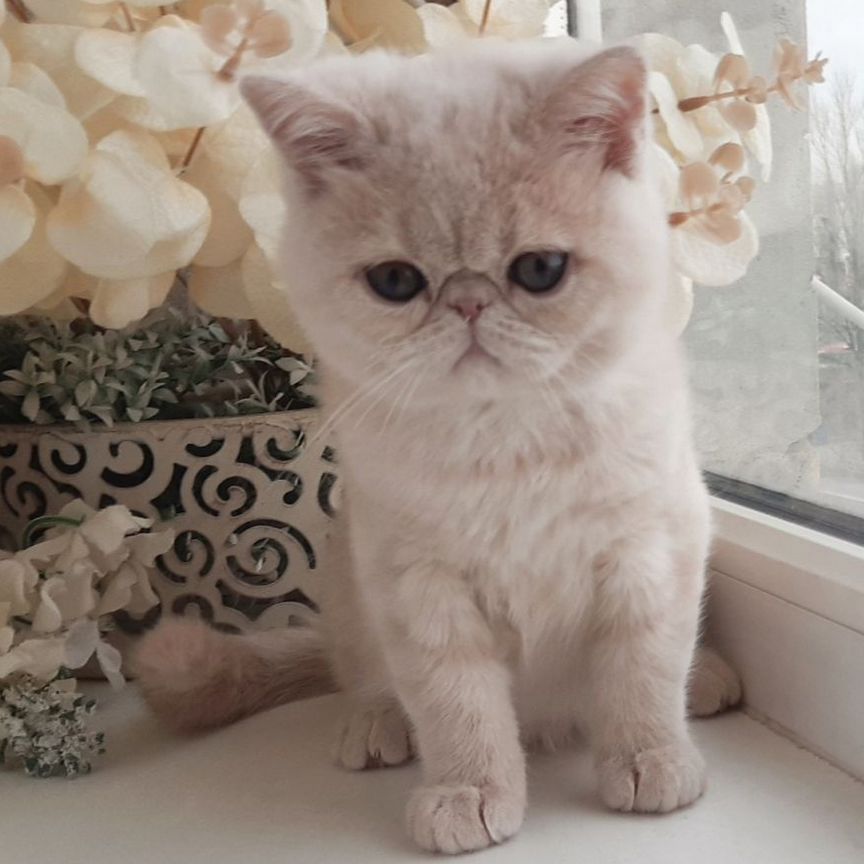 Мальчик экзот