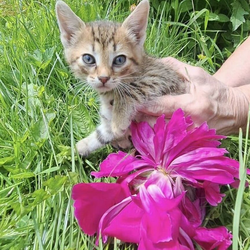Котята в добрые руки бесплатно
