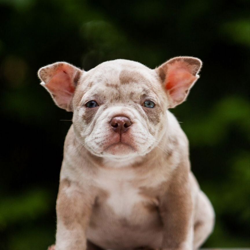 Американский булли микро