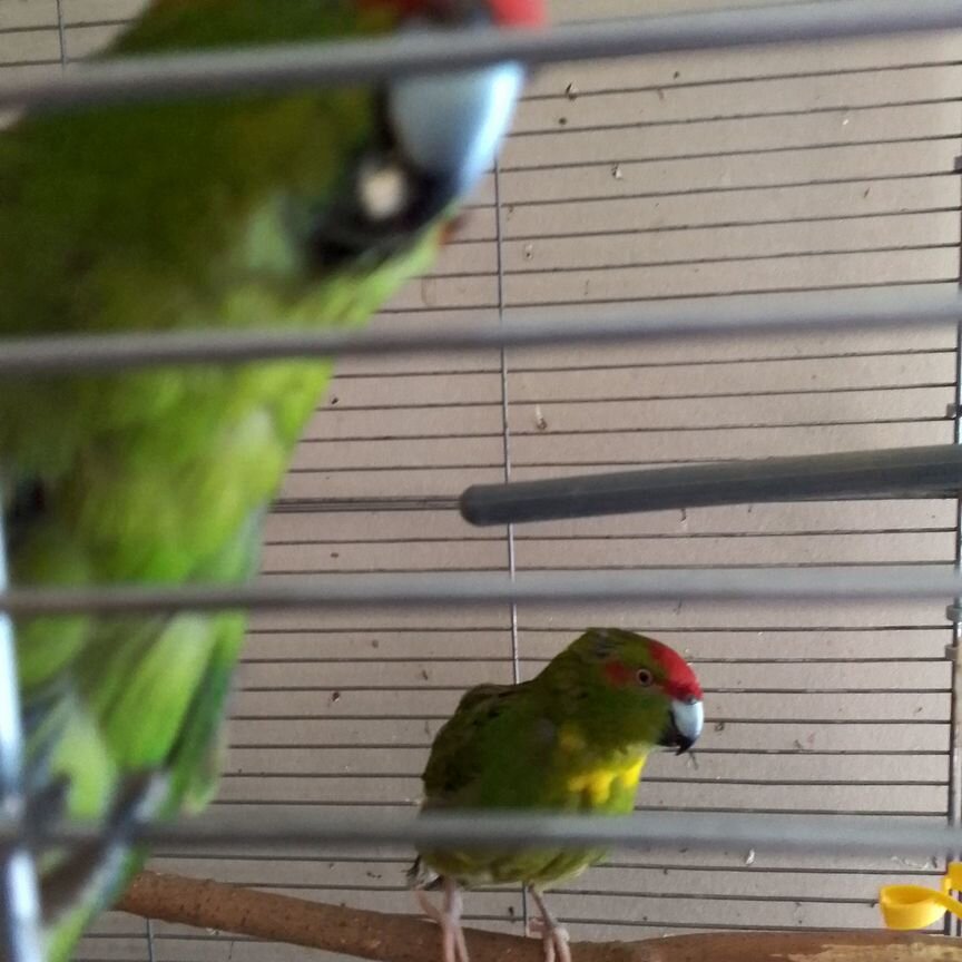 Продам попугайчиков какариков