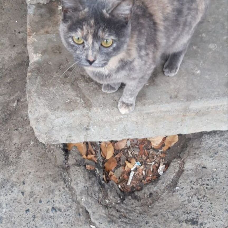 Кошка в дар бесплатно