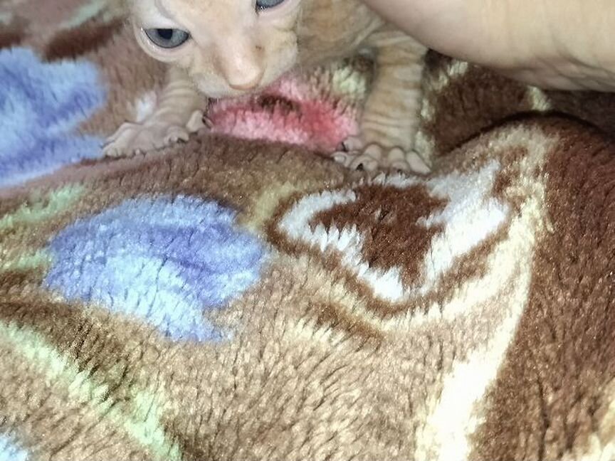 Донской сфинкс кошка