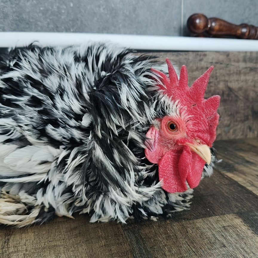 Кохинхина карликовый, яйцо инкубационное