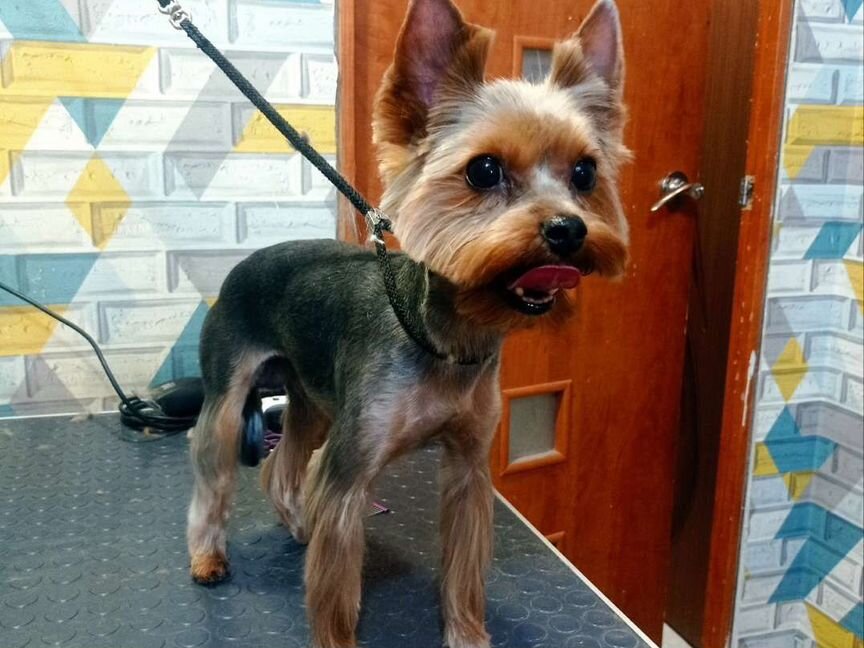 Йоркширский терьер вязка мальчик