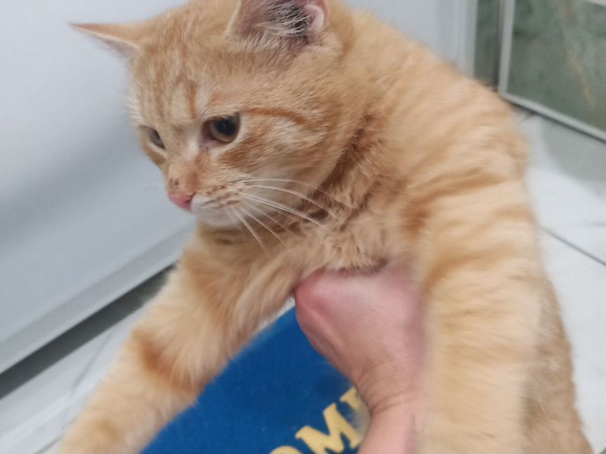 Рыжий котенок, мальчик в добрые руки бесплатно