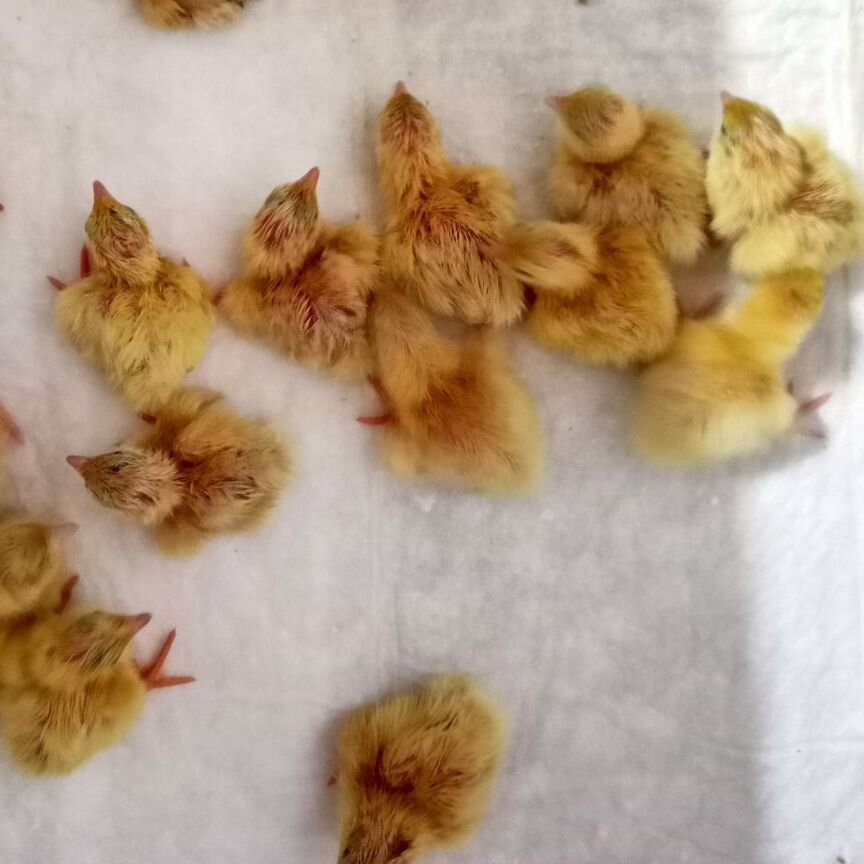 Перепела суточные