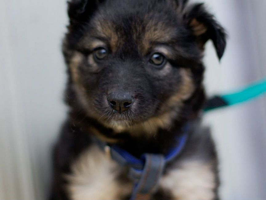 Щенок в добрые руки