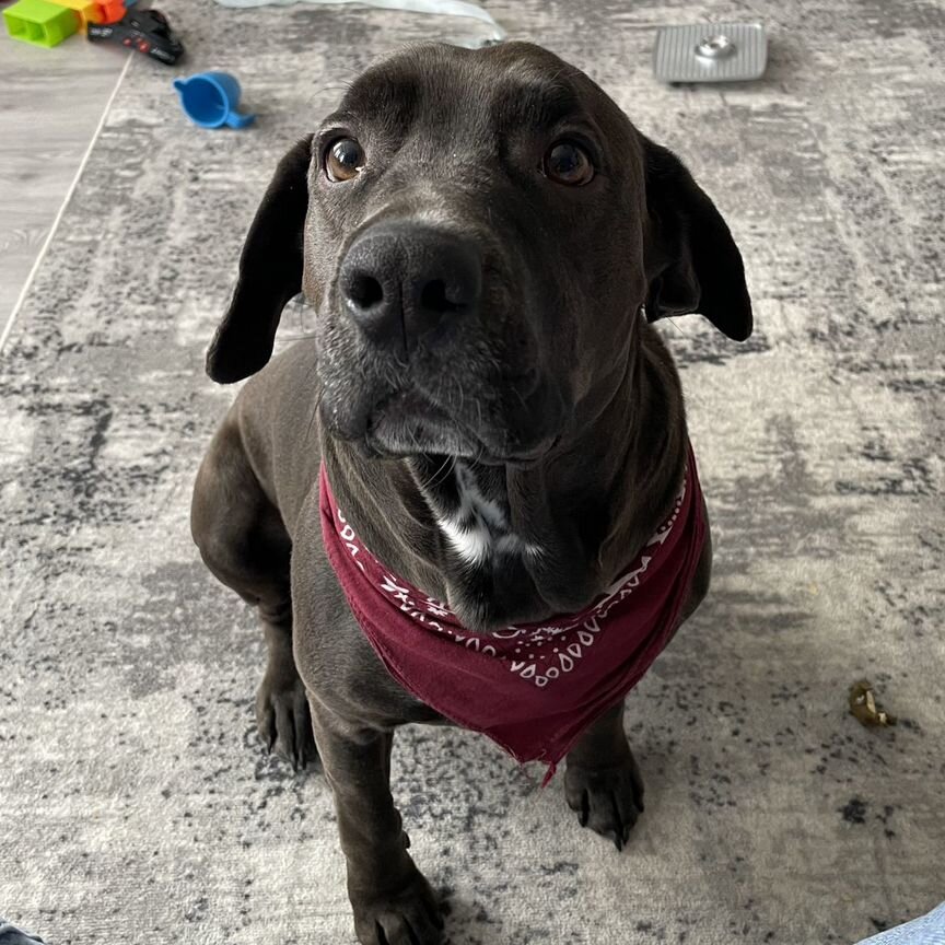 Взрослый пёс в добрые руки