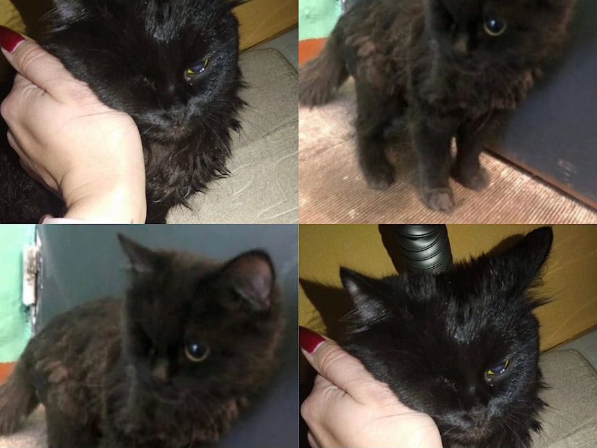 Кошечка особенная