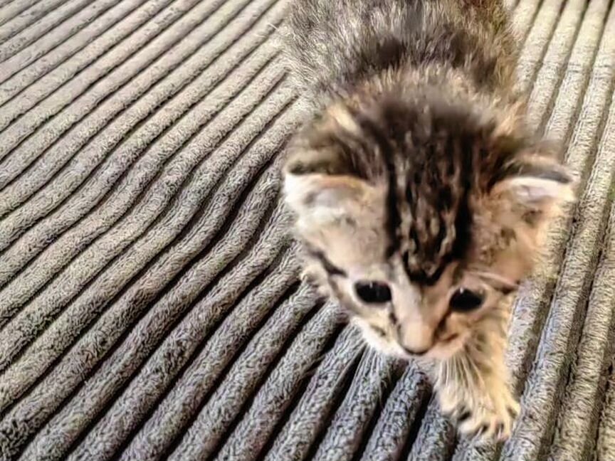 Котенок бесплатно