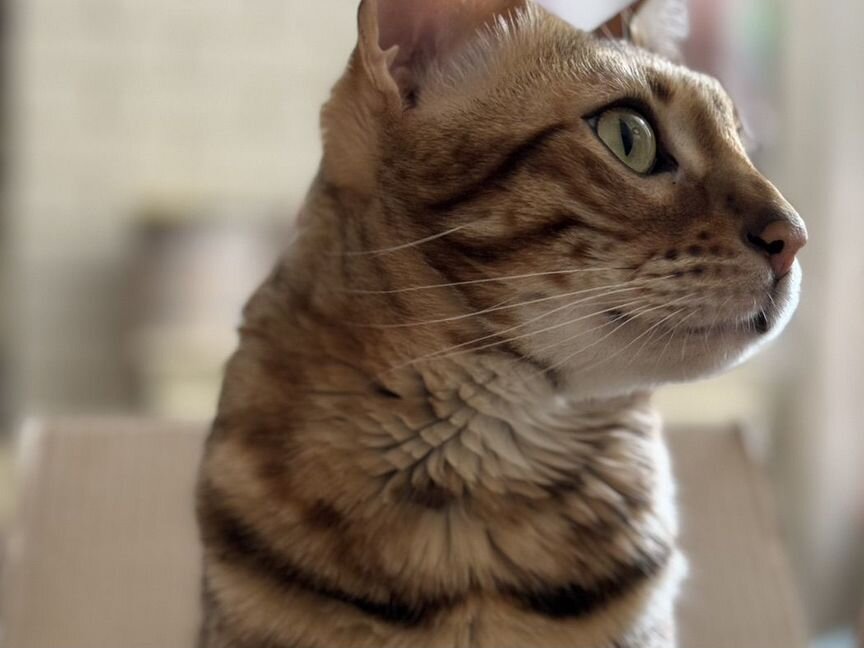 Бенгальская кошка