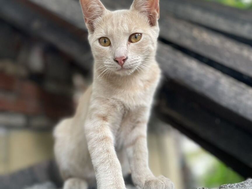 Персиковый котенок в опасности