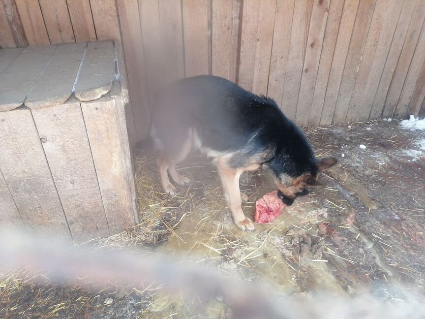 Отдам бесплатно сучку немку