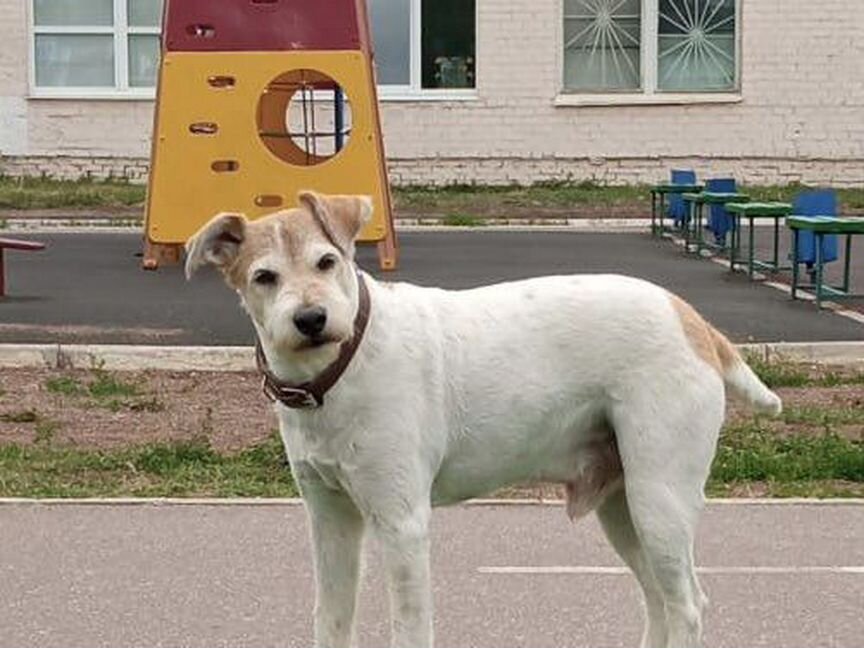 Джек рассел терьер