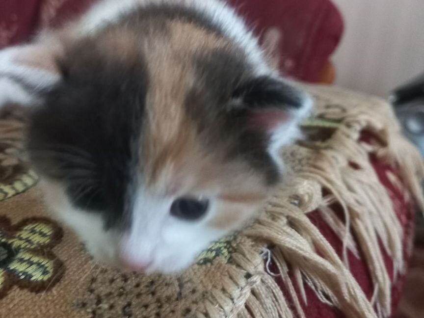 Кошка