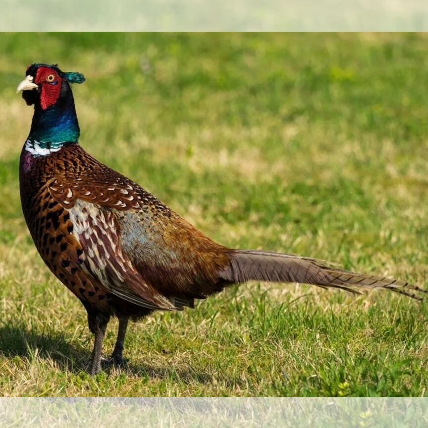 Фазаны декоративные