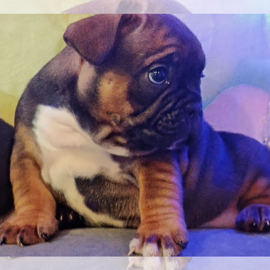 Французский бульдог, щенок