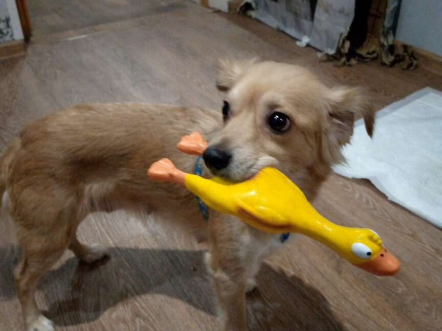 Маленькая собака в добрые руки