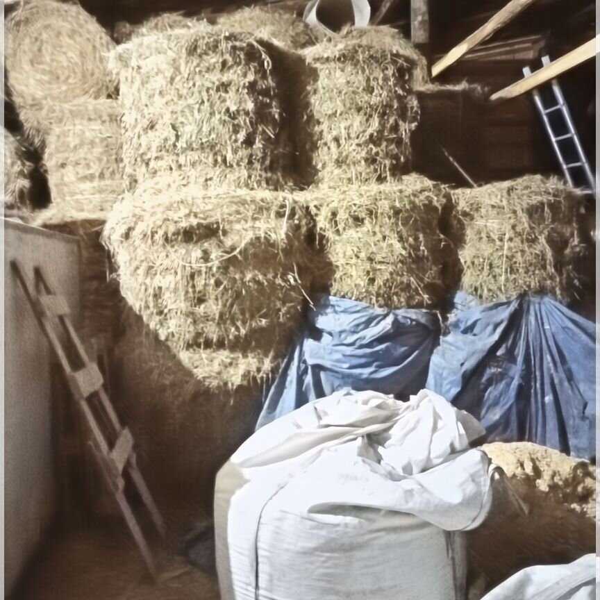 Сено в рулонах