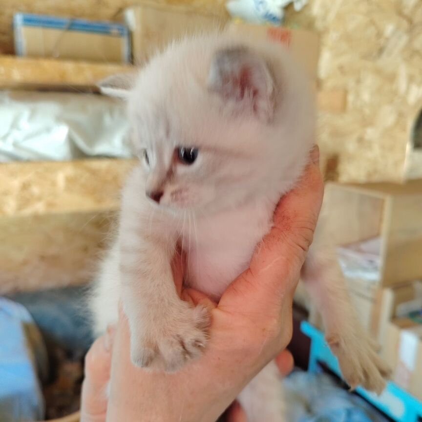 Сиамский котёнок