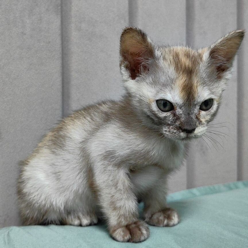 Европейский бурманский котёнок