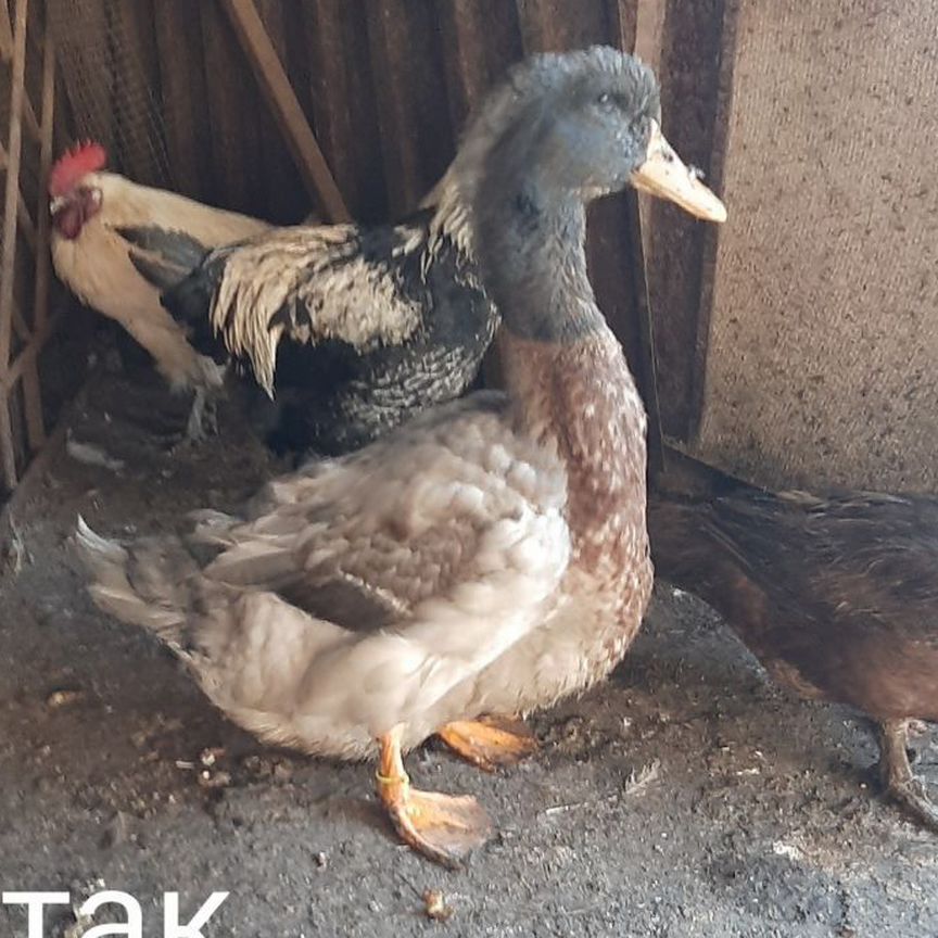 Продаються руанские утки