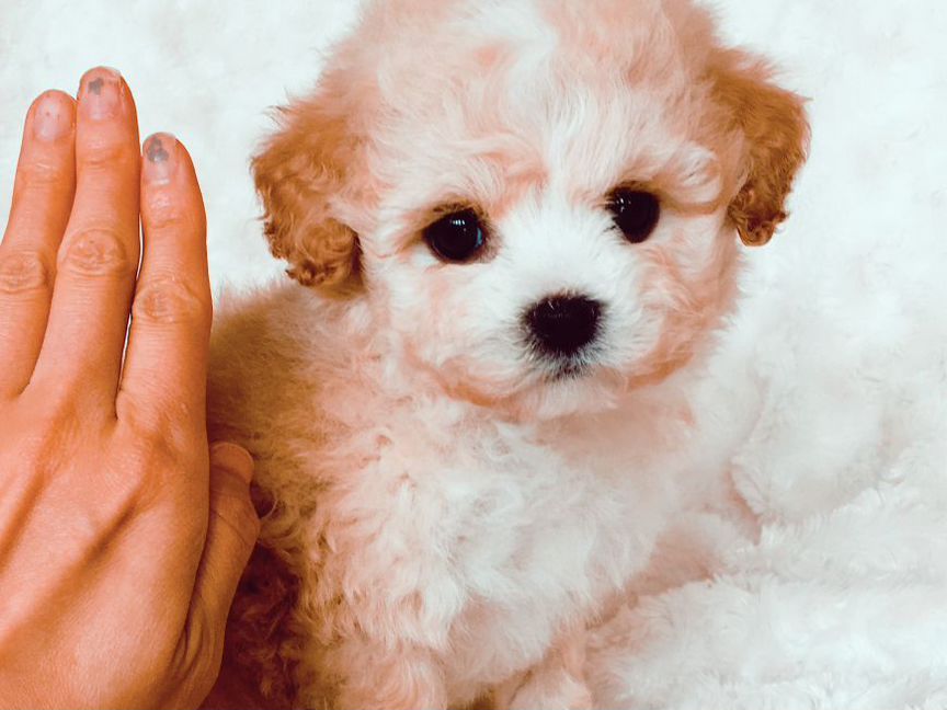 Мальтипу в хорошие руки