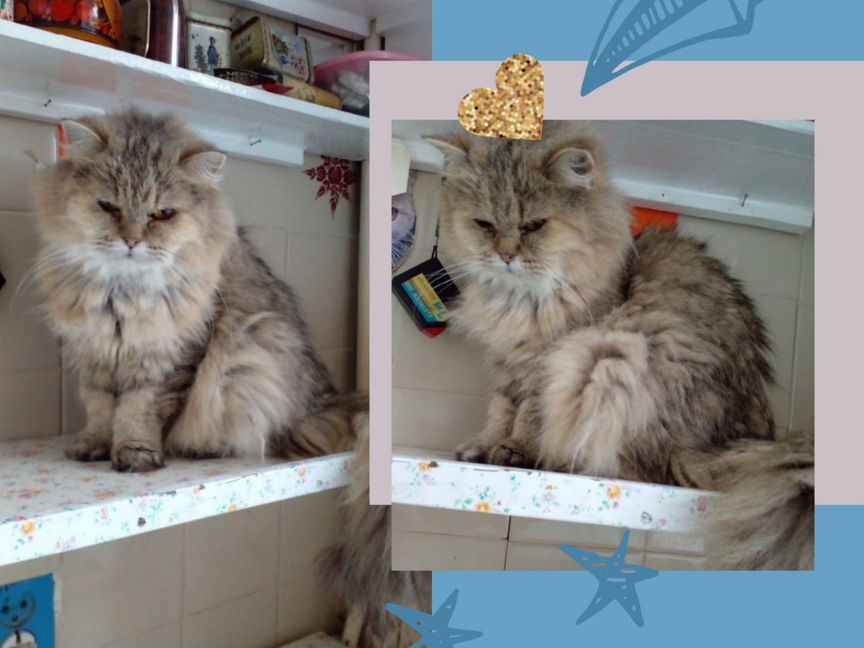 Кошка в добрые и надёжные руки