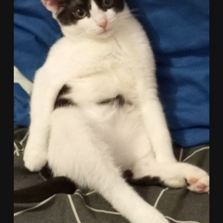 Отдам в добрые руки кашечку