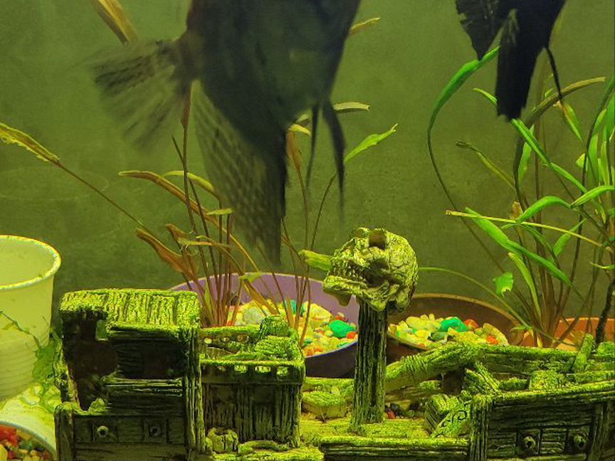 Рыбки для аквариума