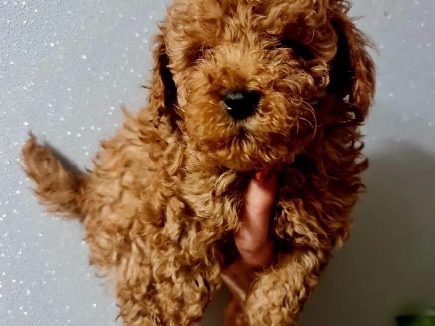 Щенки от Чемпиона Той Пудель