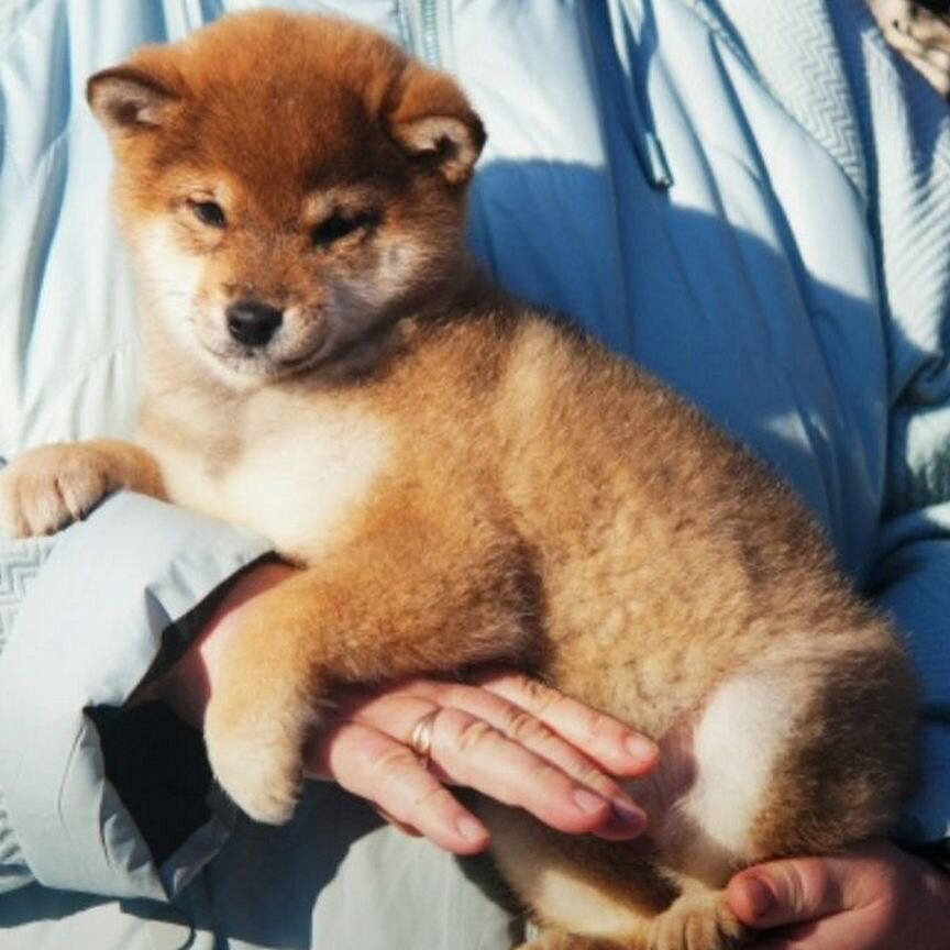 Сиба-ину, щенок