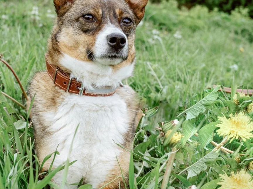 Собака в добрые руки