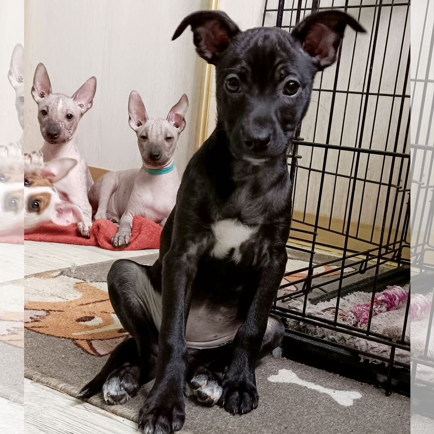 Мексиканская голая собака, щенок